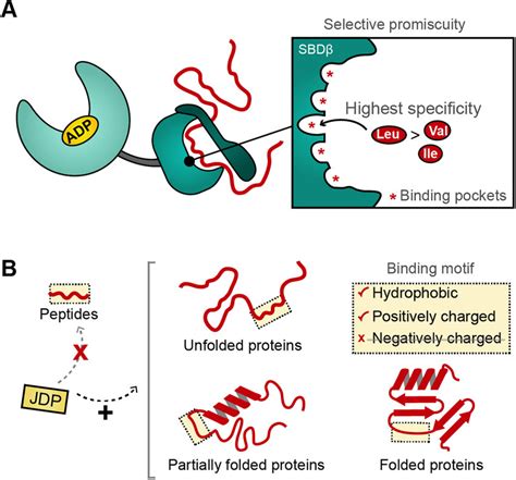 Protein Substrate Binding To Hsp70 A Sbdβ Has Five Binding Pockets