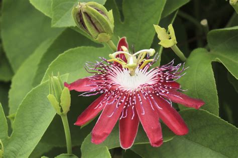 Passiflora Lady Margaret Passion Flower