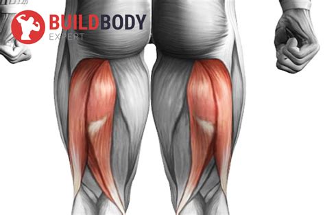 Упражнения на бицепс бедра тренировка двуглавой мышцы в зале и дома
