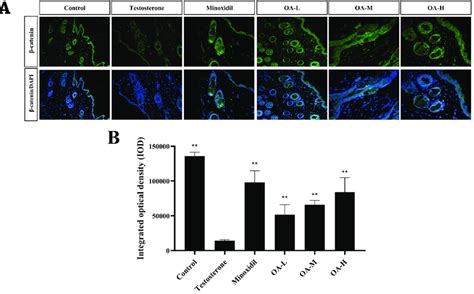 Expression Of The β Catenin Protein In Mice Tissues A Download