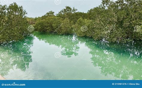 Beautiful Al Jubail Mangrove Park In Abu Dhabi Uae Royalty Free Stock