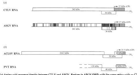 Figure 1 From Complete Sequence Of An Infectious Full Length Cdna Clone Of Citrus Tatter Leaf