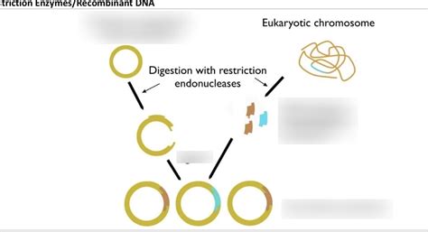 Restriction Enzyme Diagram Quizlet