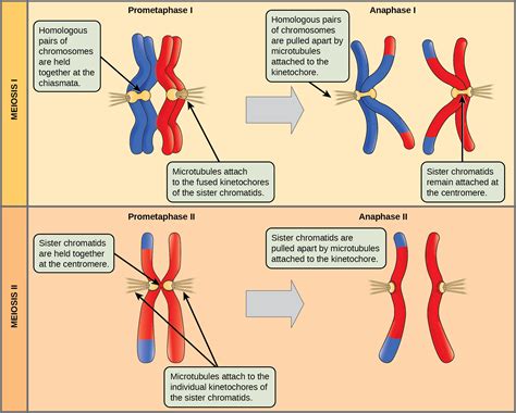Biology 2e Genetics Meiosis And Sexual Reproduction The Process Of Meiosis Opened Cuny