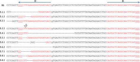 Generation Of Indels And Donor DNA Insertion Following SgRNA Guide D Download Scientific