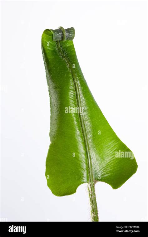 Harts Tongue Fern Asplenium Scolopendrium Leaf Developing New Leaf