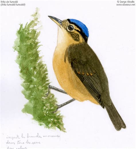 Blue Capped Ifrit Pictures Page 1