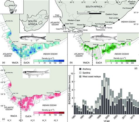 Distribution And Relative Abundance Of A Anchovy Engraulis Download Scientific Diagram