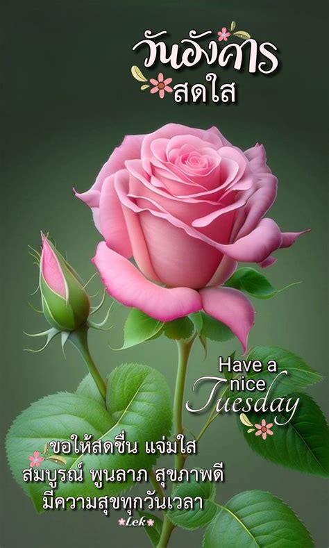 วัน อังคาร สดใส 💖 Have A Nice Tuesday Good Morning Tuesday Beautiful Morning Quotes Tuesday