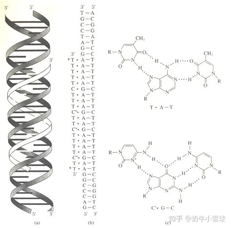 细胞：我裂开了！（1） 知乎