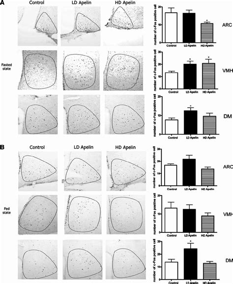 Differential C Fos Activation By Icv Ld Or Hd Apelin In The