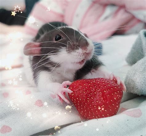 One Strawberry To Rule Them All Rrats