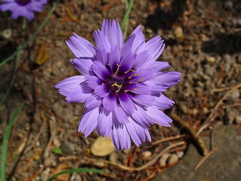 Cupids Dart Characteristics Cultivation And Use Live
