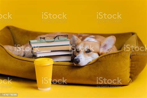 똑똑하고 피곤한 웨일스 어 Corgi Pembroke는 노란색 스튜디오 배경에 책과 종이 컵이 쌓인 개 침대에 누워있는 안경을