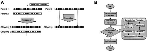 genetic operations and evolutionary cycle a the crossover and