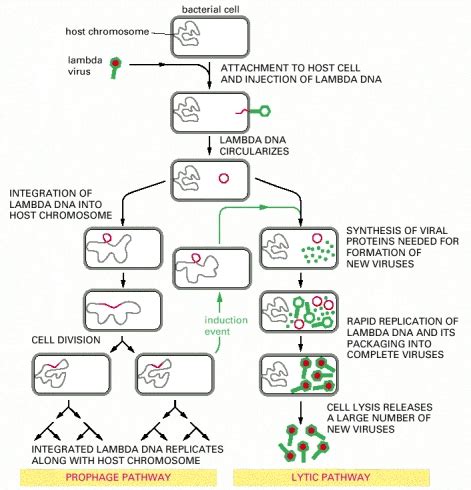 Lambda Vector At Vectorified Com Collection Of Lambda Vector Free For Personal Use