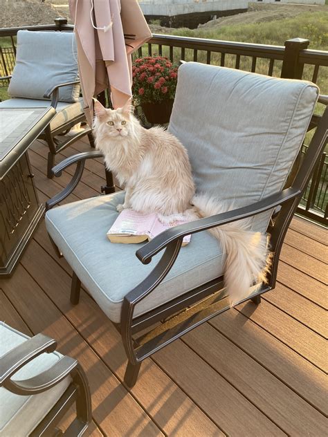 Oliver Chilling On The Porch R Mainecoon