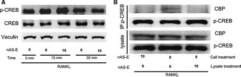 Nas‐e Blocked Creb‐cbp Interaction In Mouse Bone Marrow Monocytes
