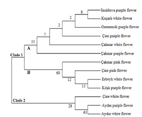 The Maximum Likelihood Tree Generated Using Cpdna Trnl Intron Sequences