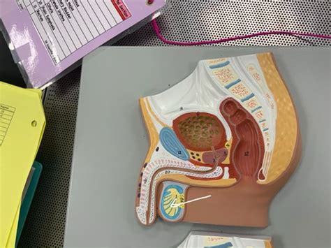 Reproductive System Lab Practical Flashcards Quizlet