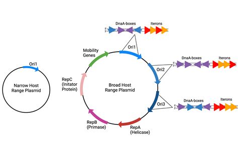 Plasmids 101 Broad Host Range Plasmids