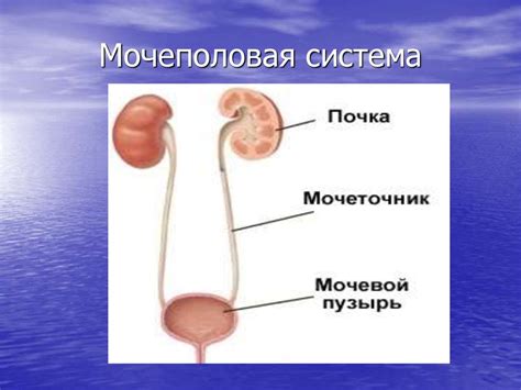 Мочеполовая система - презентация онлайн
