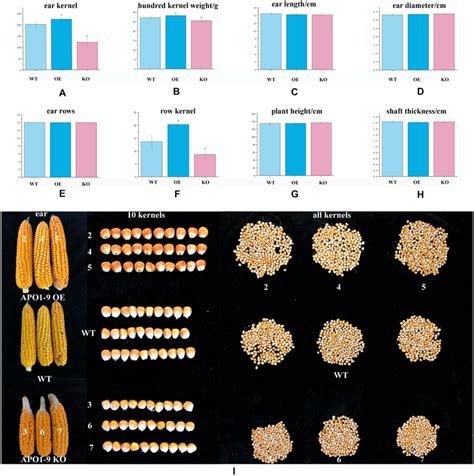 Agronomic Trait Of Wild Type And Transgenic Maize A Ear Kernel B
