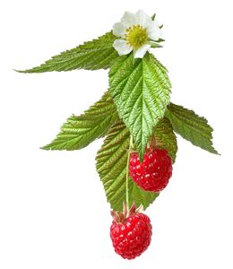 Raspberry Color Hex Code Is E B C