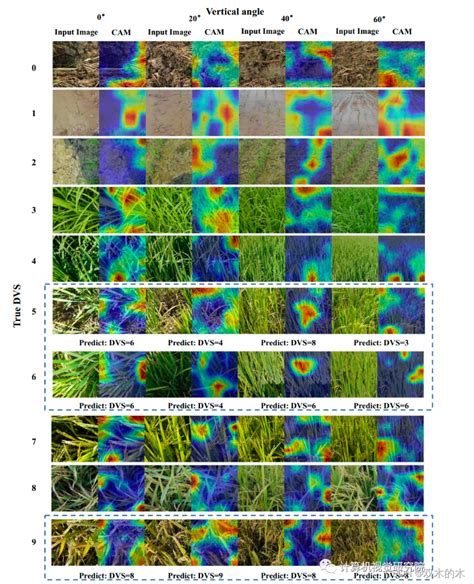 计算机视觉研究院 干货 利用手持摄像机图像通过卷积神经网络实时进行水稻检测 Csdn博客