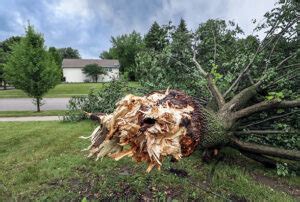 Tree Loppers Sunshine Coast O Brien S Tree Care