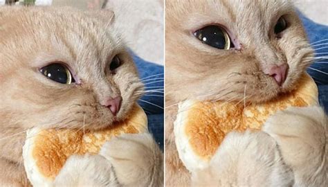 빵 뺏어가려 하자 한입이라도 더 먹겠다며 입에 앙 물고 안 놓아주는 먹보 냥이