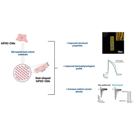Rod Shaped Micropatterning Enhances The Electrophysiological Maturation