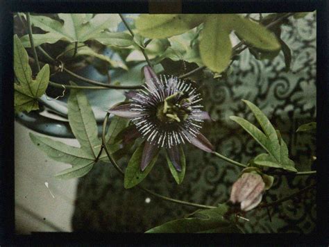 Passion Flower By Cronquist Un Regard Oblique