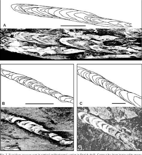 Figure 3 From New Taenidium Trace Fossil In The Upper Cretaceous
