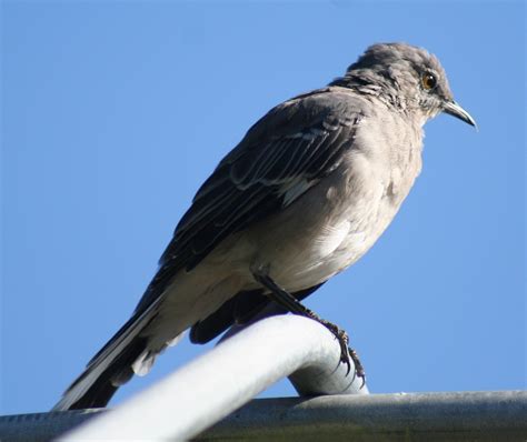 Birds Of Westwood Northern Mockingbird