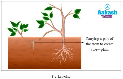 Vegetative Propagation Definition Advantages And Examples Aesl Vegetative Propagation Definition Advantages And Examples Aesl