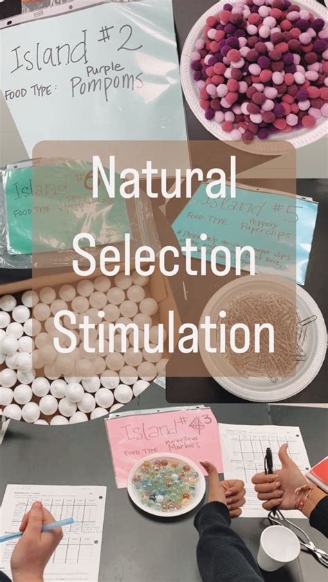 Natural Selection Lab Activity Artofit