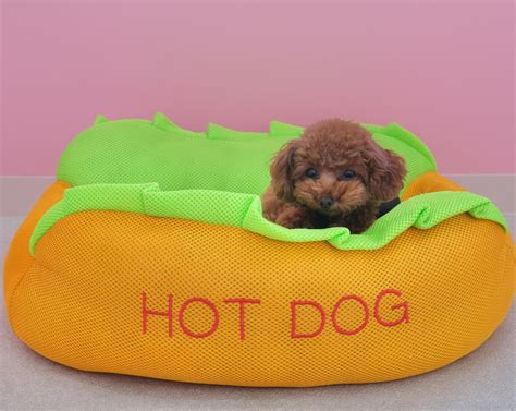 סוגי כלבים ננסיים וקטנים מגזין חיותא