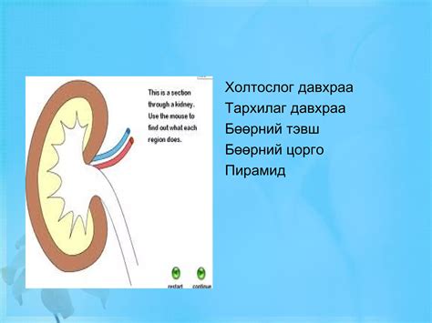 бөөрний бүтэц Odp