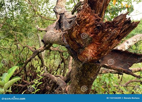 Broken Tree Branch Textures Background Stock Image Image Of Fallen Leaves 153104289