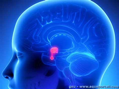 Adénohypophyse Définition Et Explications