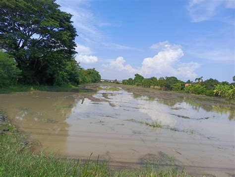 ขายด่วน ที่ดิน แปลงสวย 10 0 81ไร่ ติดถนนซอยอยู่วิทยา 13หนองจอก กทม Ennxo