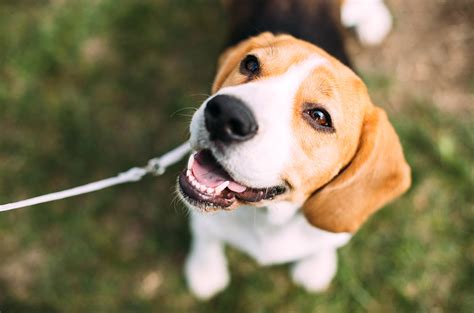 Do Dogs Cry ‘happy Tears When Reunited With Owners Science Aaas
