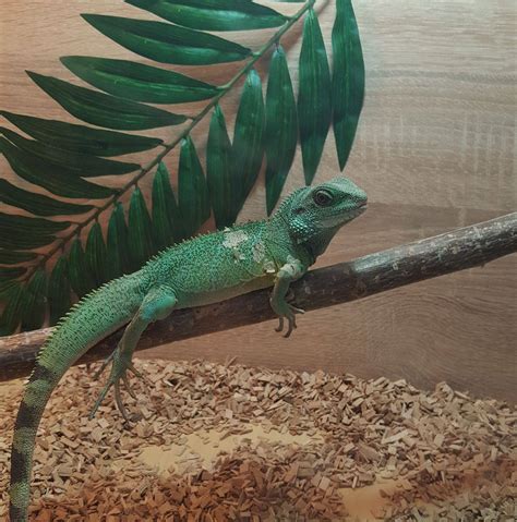 Мания Влечуги