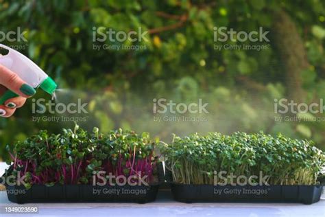 손 분무기와 마이크로 그린을 급수 하는 여성의 손 공간을 복사합니다 집에서 마이크로 그린을 성장 슈퍼푸드 비건 음식 및 다이어트 컨셉 가정 생활에 대한 스톡 사진 및 기타