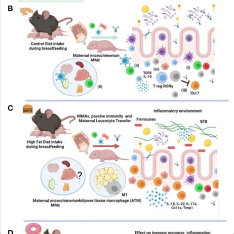 Maternal Nutrition Modulates Breastfeeding Composition And Metabolic
