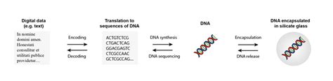Is DNA The Future Of Digital Data Storage Feature Chemistry World