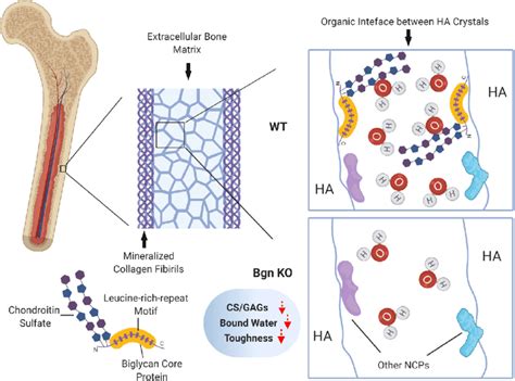 Bone Matrix Collagen