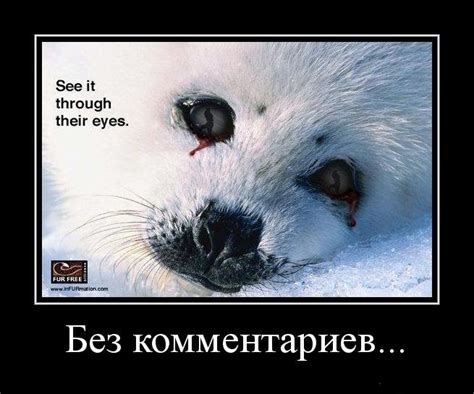 Фото Тюлень с кровавыми слезами (See it through their eyes, Без ...