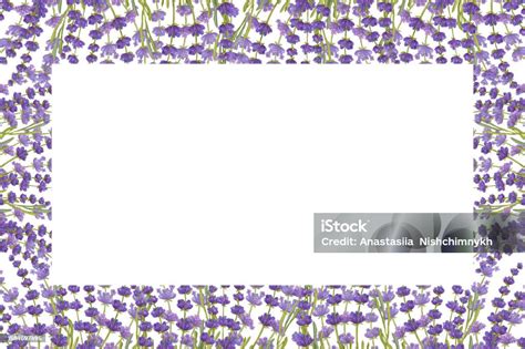 배너 프레임 무리 라벤더 꽃입니다 꽃무늬 아쿠아렐 부케 에코 천연 허브 흰색 배경에 분리된 수채화 그림 초대장 만들기 인사말 웨딩 카드 0명에 대한 스톡 벡터 아트 및 기타